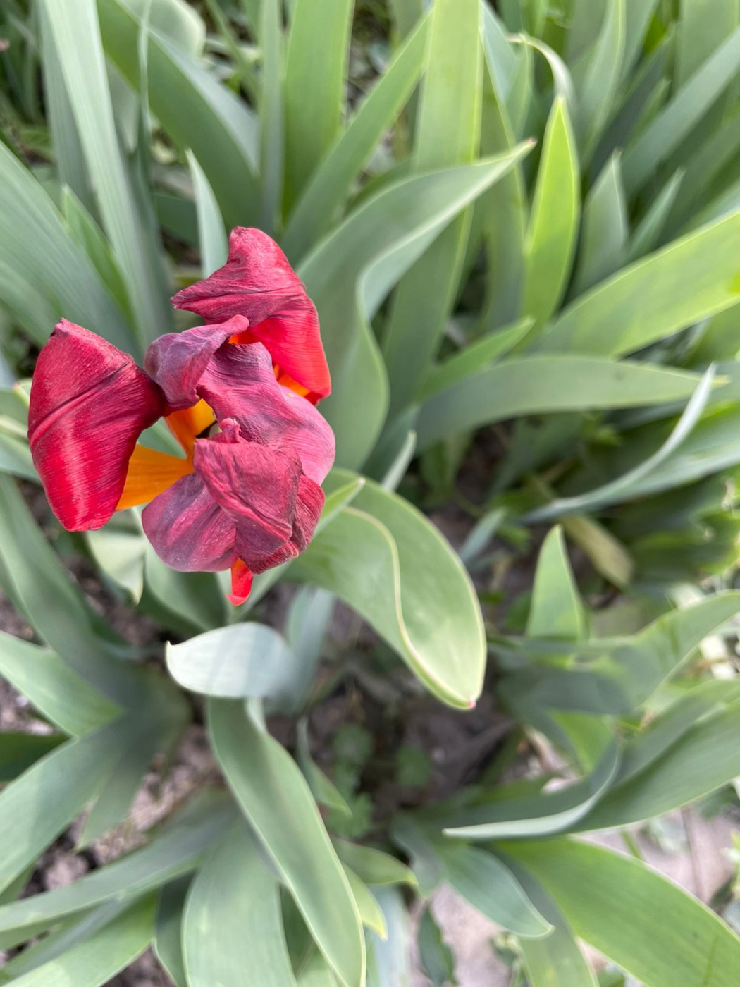 Наблюдение "Дополнительные наблюдения" | Окружающий мир