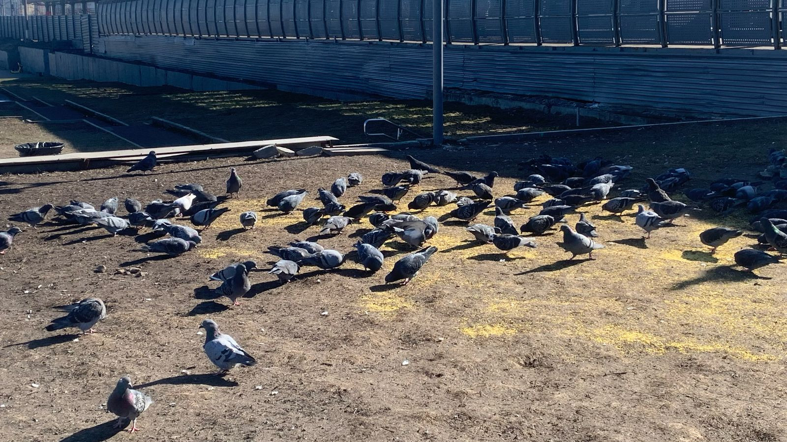 Наблюдение "Дополнительные наблюдения" | Окружающий мир