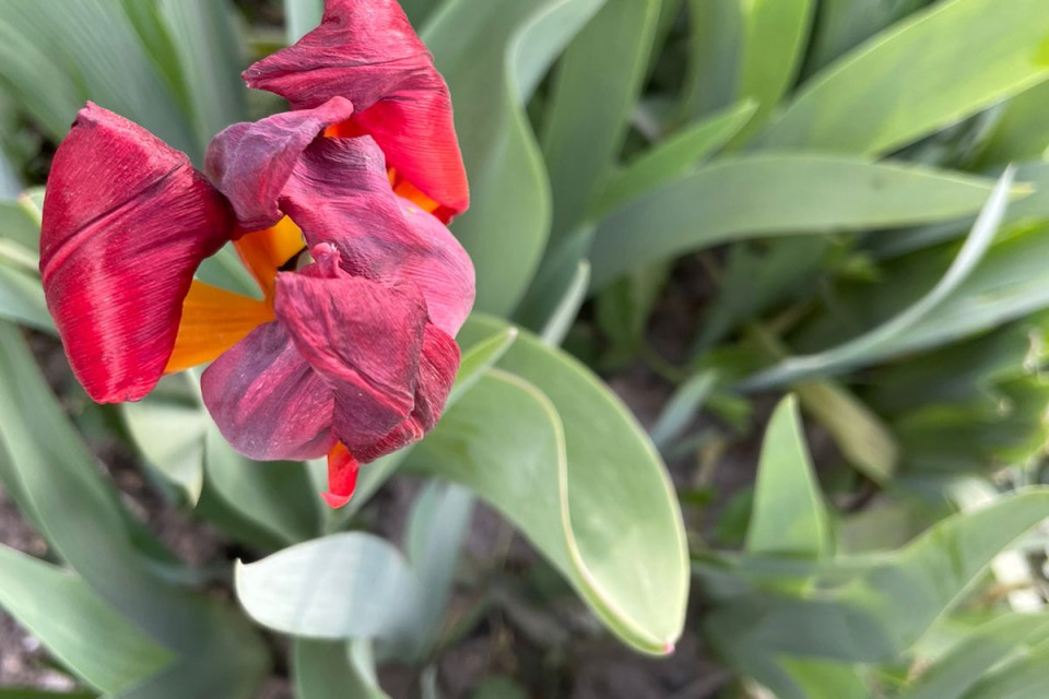 Наблюдение "Дополнительные наблюдения" | Окружающий мир